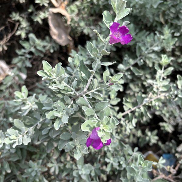 Leucophyllum frutescens | Texas ranger - Flowering plants