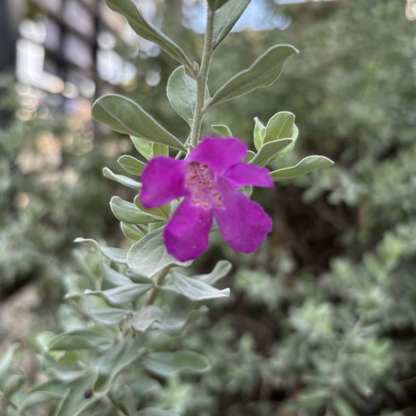 Leucophyllum frutescens | Texas ranger - Flowering plants
