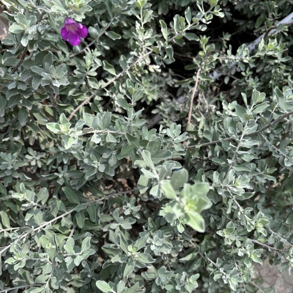 Leucophyllum frutescens | Texas ranger - Flowering plants