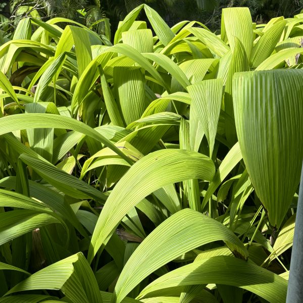 Molineria capitulata | Palm grass - Leafy plants | Garden plants