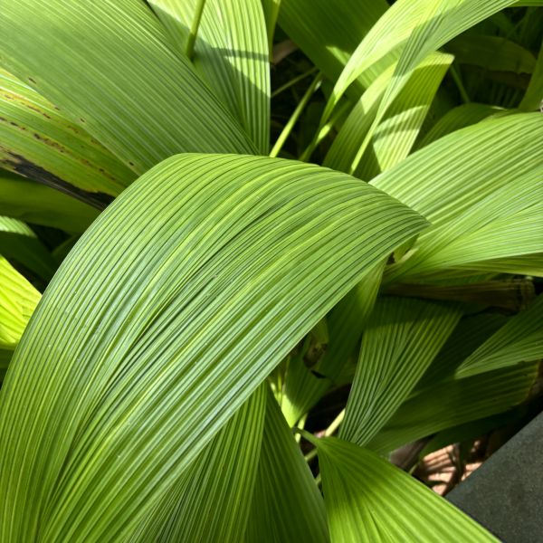 Molineria capitulata | Palm grass - Leafy plants | Garden plants