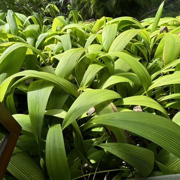 Molineria capitulata | Palm grass - Leafy plants | Garden plants