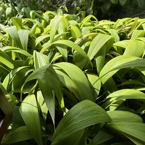 Molineria capitulata | Palm grass - Leafy plants | Garden plants