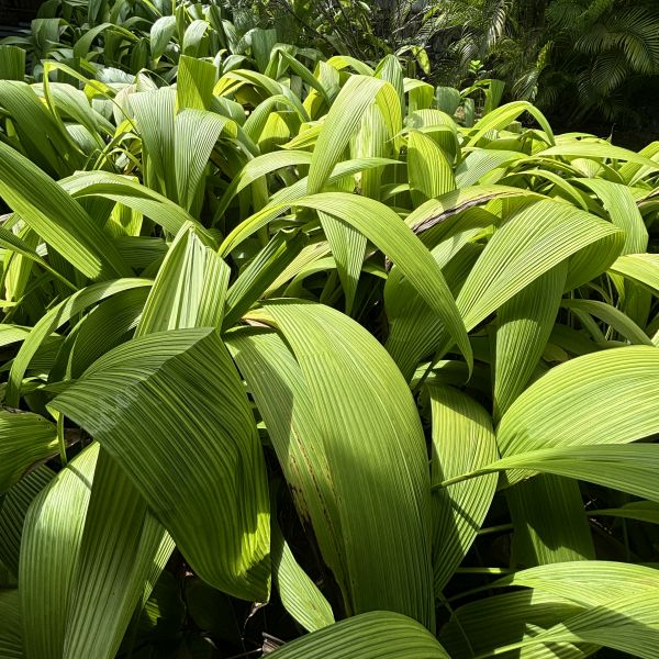 Molineria capitulata | Palm grass - Leafy plants | Garden plants