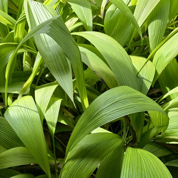 Molineria capitulata | Palm grass - Leafy plants | Garden plants
