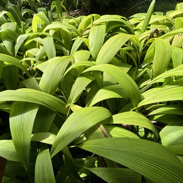 Molineria capitulata | Palm grass - Leafy plants | Garden plants