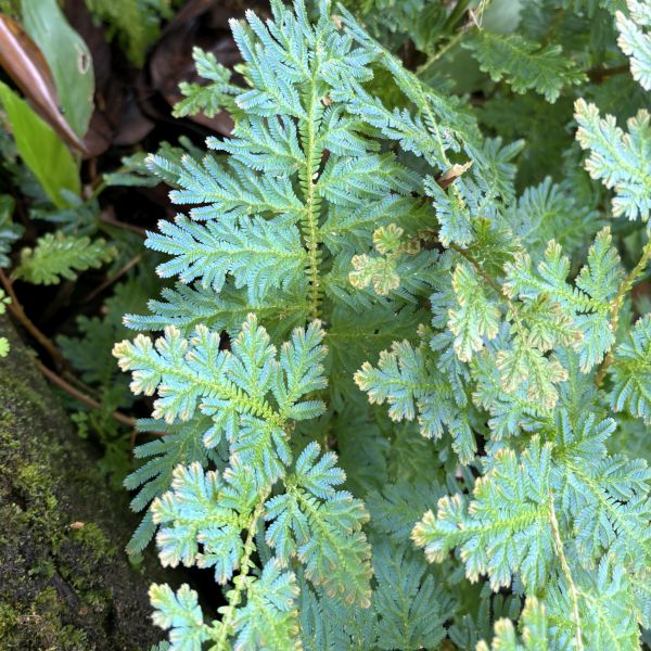 Selaginella willdenowii | Peacock fern - Leafy garden plants