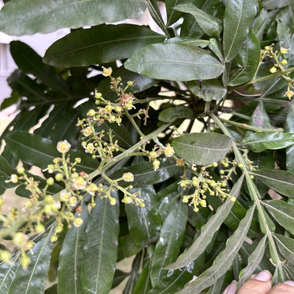 Filicium decipiens | Fern tree - Tree catalog from Green Cover Initiative