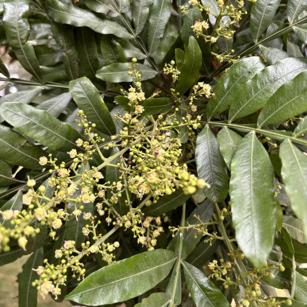 Filicium decipiens | Fern tree - Tree catalog from Green Cover Initiative