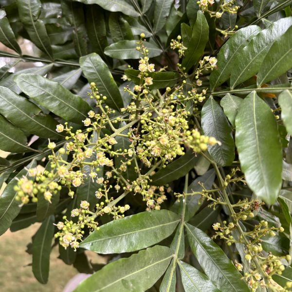 Filicium decipiens | Fern tree - Tree catalog from Green Cover Initiative