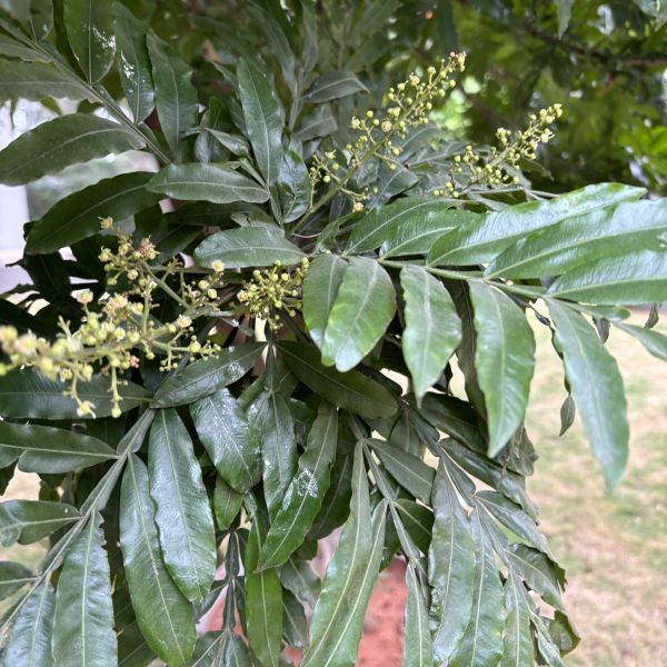 Filicium decipiens | Fern tree - Tree catalog from Green Cover Initiative