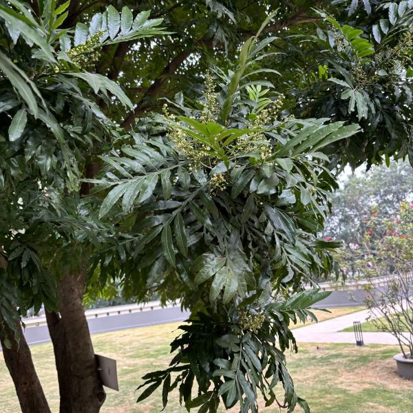 Filicium decipiens | Fern tree - Tree catalog from Green Cover Initiative