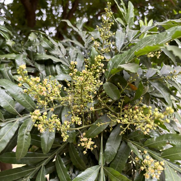 Filicium decipiens | Fern tree - Tree catalog from Green Cover Initiative