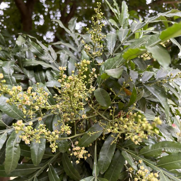 Filicium decipiens | Fern tree - Tree catalog from Green Cover Initiative