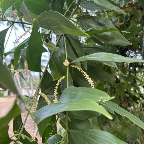 Acacia auriculiformis | Earleaf acacia - Indian trees