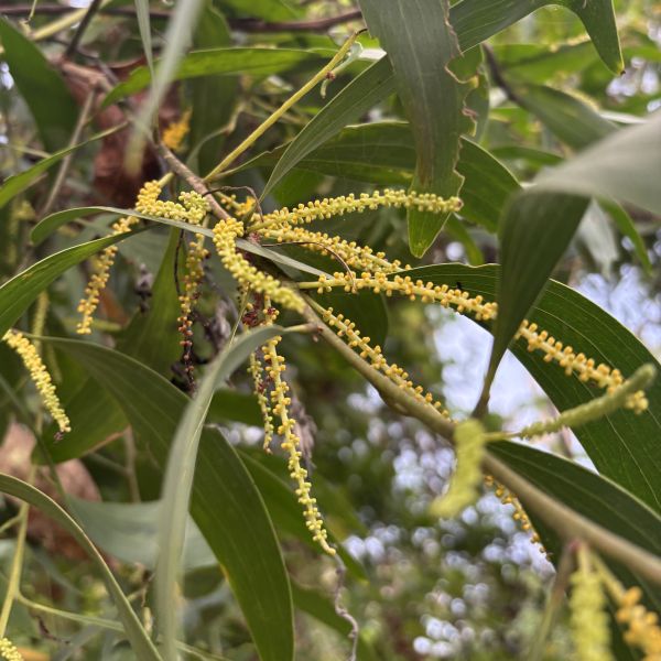 Acacia auriculiformis | Earleaf acacia - Indian trees