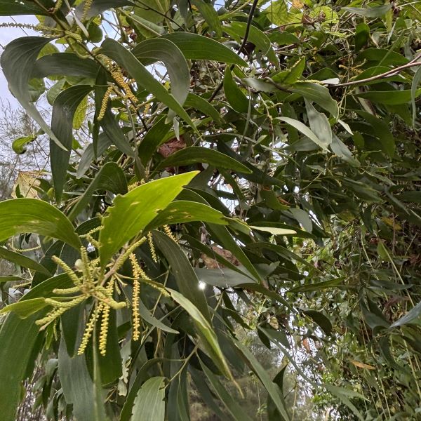 Acacia auriculiformis | Earleaf acacia - Indian trees