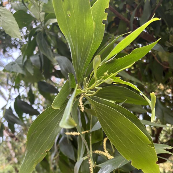 Acacia auriculiformis | Earleaf acacia - Indian trees