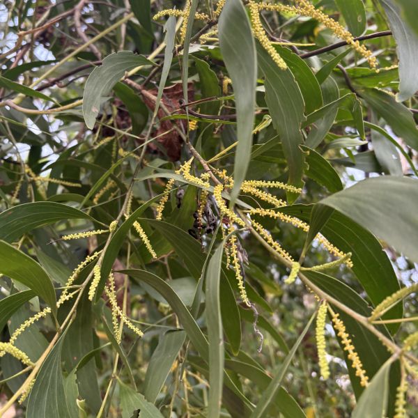 Acacia auriculiformis | Earleaf acacia - Indian trees