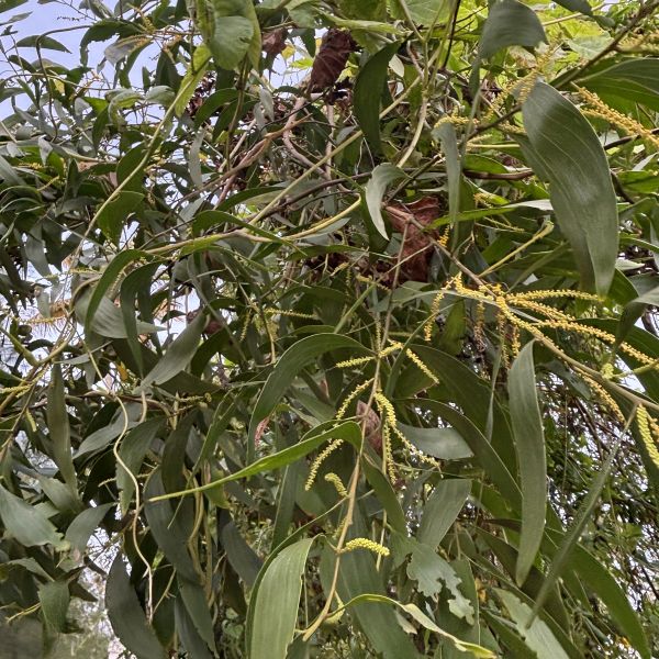 Acacia auriculiformis | Earleaf acacia - Indian trees