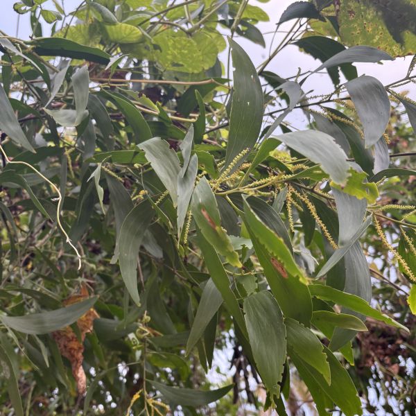 Acacia auriculiformis | Earleaf acacia - Indian trees