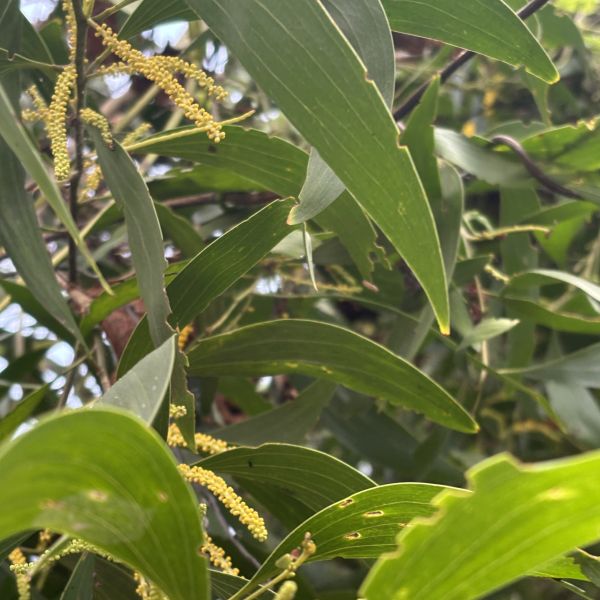 Acacia auriculiformis | Earleaf acacia - Indian trees