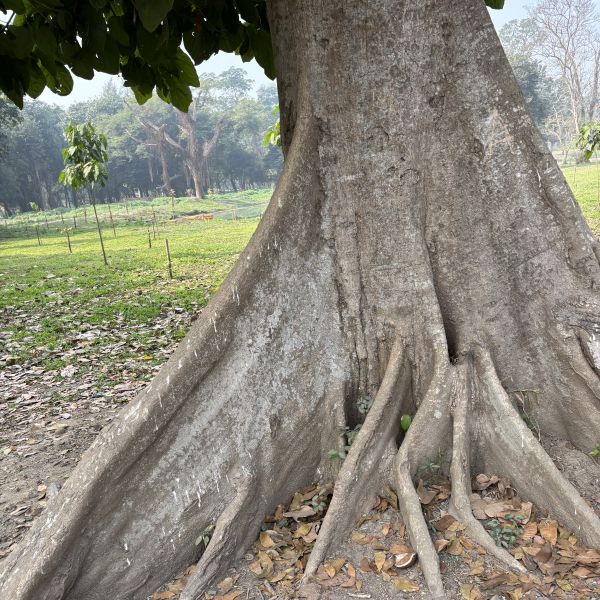 Pterygota alata | Buddha's coconut - Indian trees | Garden trees