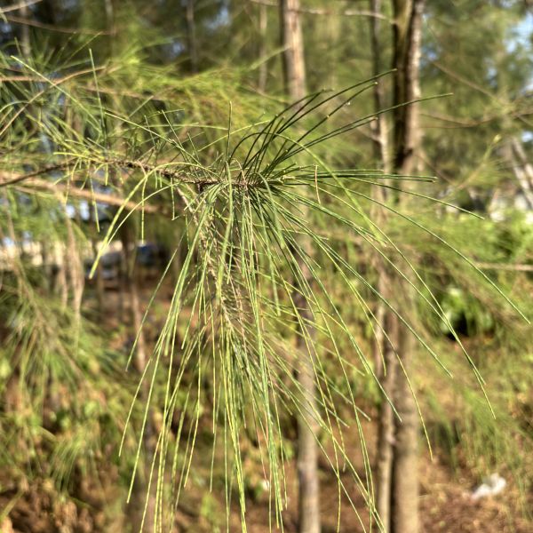 Casuarina equisetifolia | Casuarina - Indian trees | Garden trees