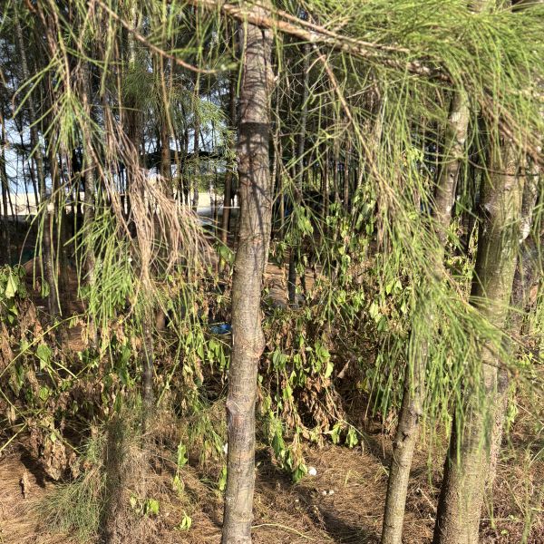 Casuarina equisetifolia | Casuarina - Indian trees | Garden trees