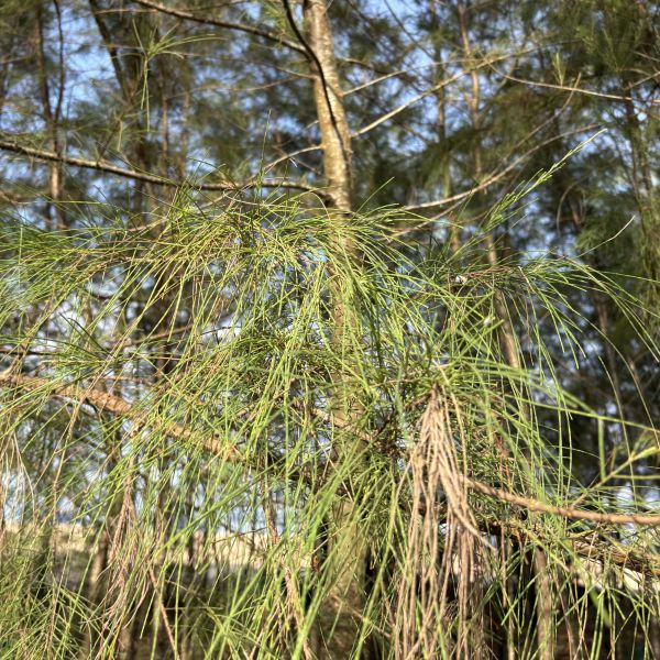 Casuarina equisetifolia | Casuarina - Indian trees | Garden trees