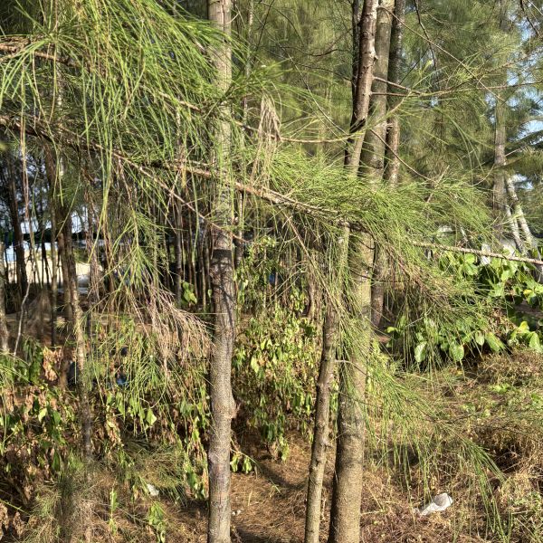 Casuarina equisetifolia | Casuarina - Indian trees | Garden trees