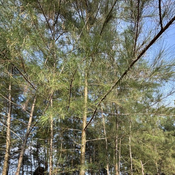 Casuarina equisetifolia | Casuarina - Indian trees | Garden trees