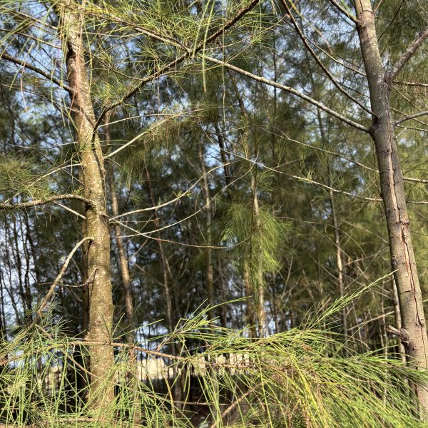 Casuarina equisetifolia | Casuarina - Indian trees | Garden trees