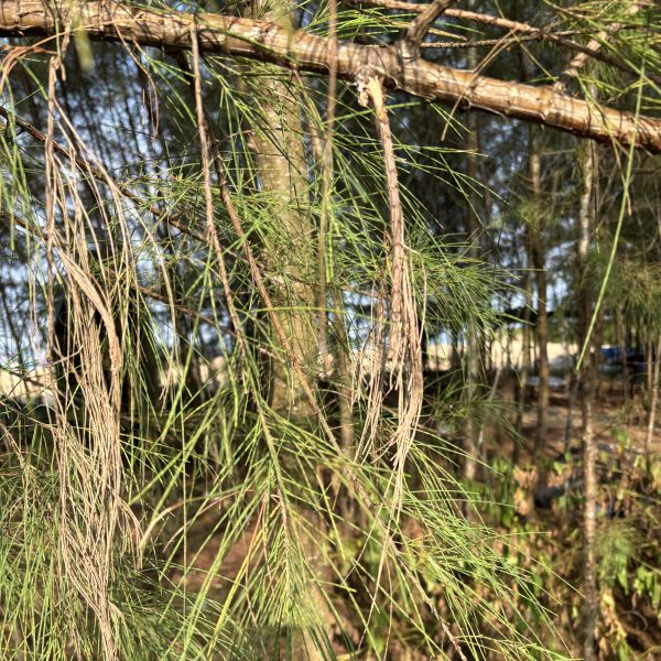 Casuarina equisetifolia | Casuarina - Indian trees | Garden trees