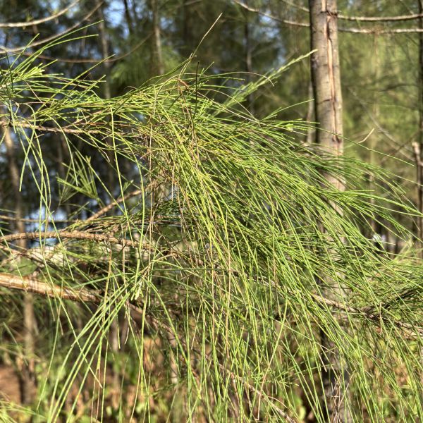 Casuarina equisetifolia | Casuarina - Indian trees | Garden trees