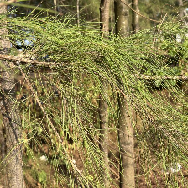 Casuarina equisetifolia | Casuarina - Indian trees | Garden trees
