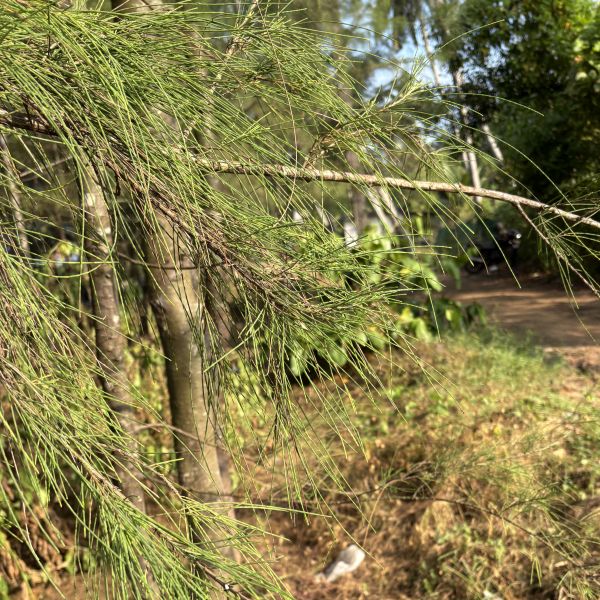 Casuarina equisetifolia | Casuarina - Indian trees | Garden trees