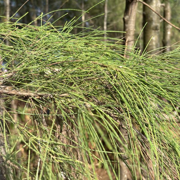 Casuarina equisetifolia | Casuarina - Indian trees | Garden trees
