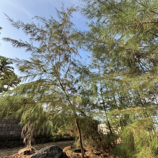 Casuarina equisetifolia | Casuarina - Indian trees | Garden trees