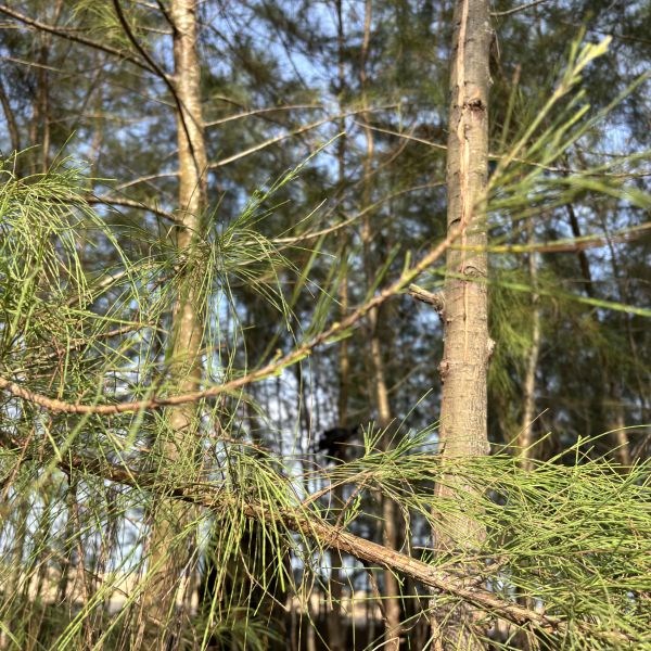 Casuarina equisetifolia | Casuarina - Indian trees | Garden trees