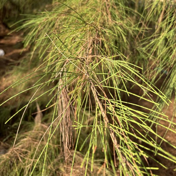 Casuarina equisetifolia | Casuarina - Indian trees | Garden trees