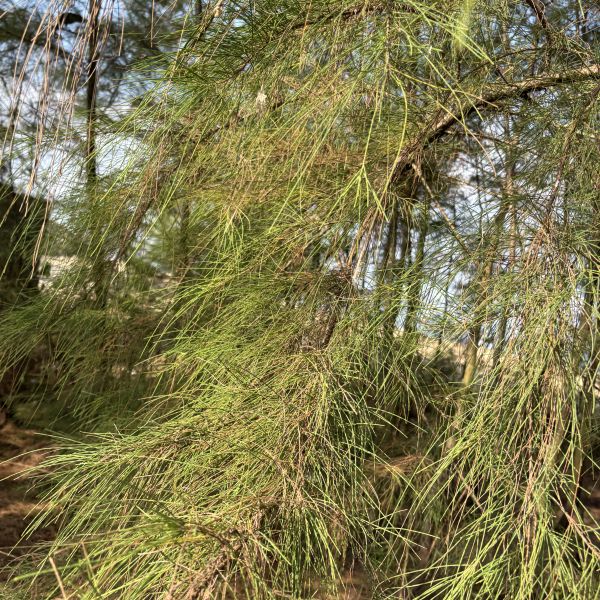 Casuarina equisetifolia | Casuarina - Indian trees | Garden trees