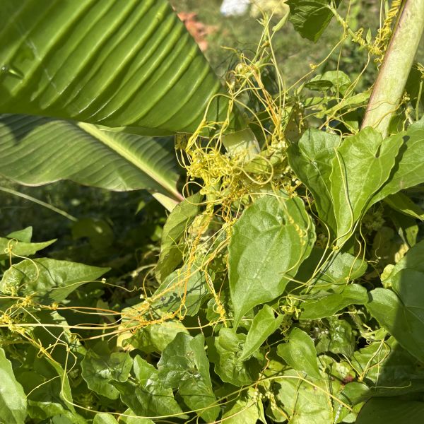 Cuscuta pentagona | Fiveangled dodder - Invasive weeds | Wild plants