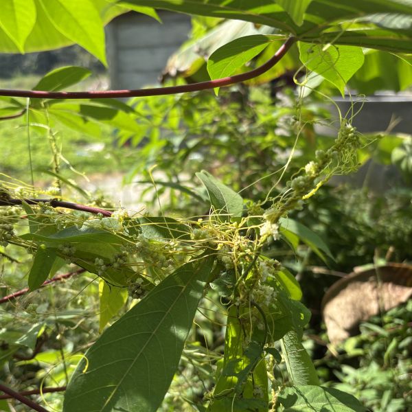 Cuscuta pentagona | Fiveangled dodder - Invasive weeds | Wild plants
