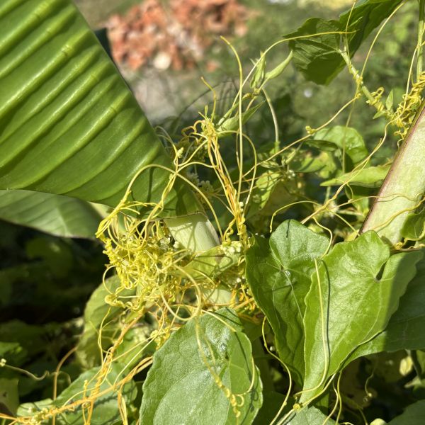 Cuscuta pentagona | Fiveangled dodder - Invasive weeds | Wild plants