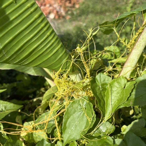 Cuscuta pentagona | Fiveangled dodder - Invasive weeds | Wild plants