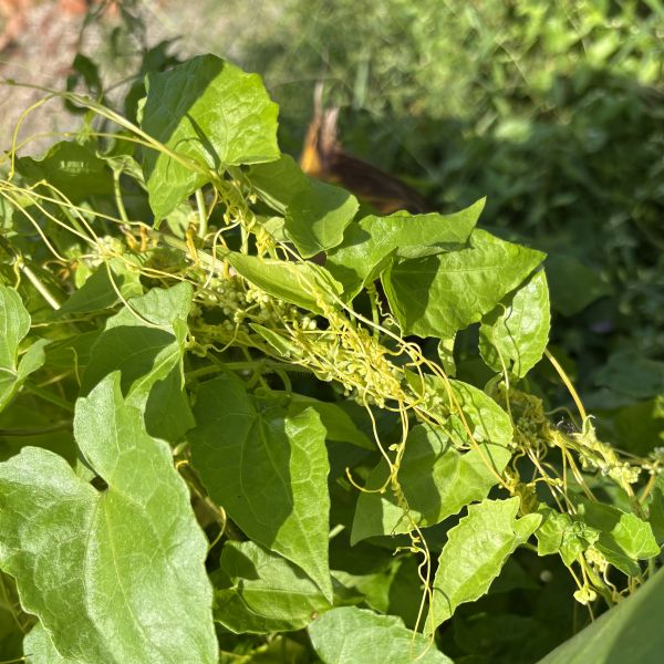 Cuscuta pentagona | Fiveangled dodder - Invasive weeds | Wild plants