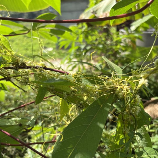 Cuscuta pentagona | Fiveangled dodder - Invasive weeds | Wild plants