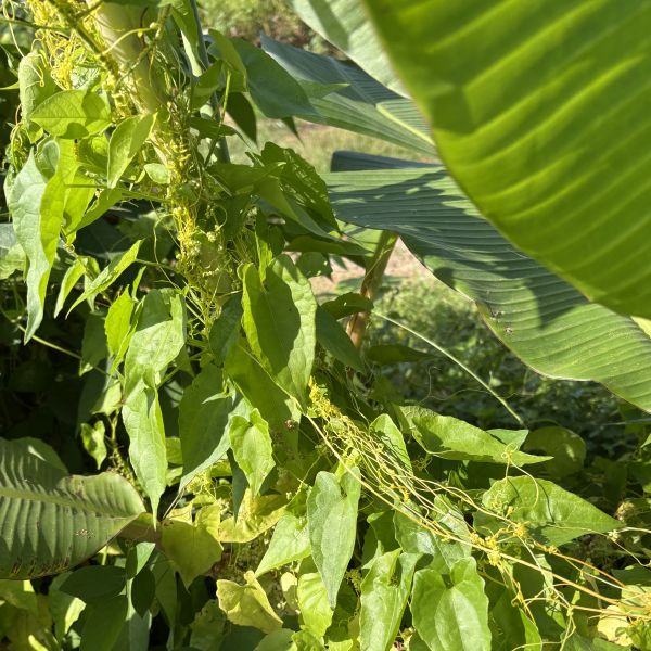 Cuscuta pentagona | Fiveangled dodder - Invasive weeds | Wild plants