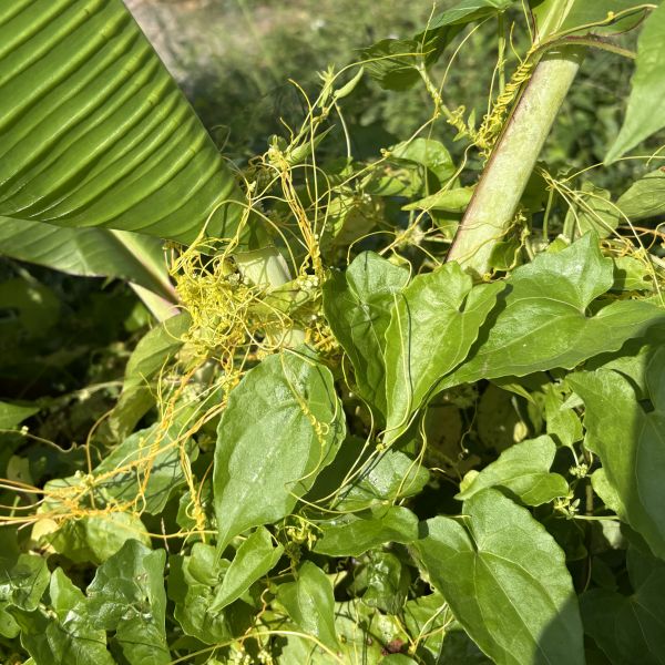 Cuscuta pentagona | Fiveangled dodder - Invasive weeds | Wild plants